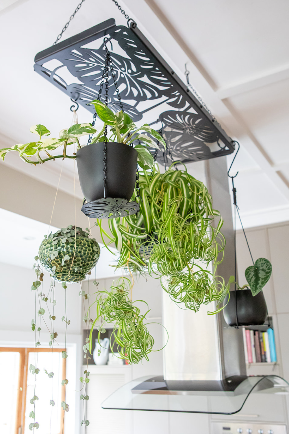 LARGE Plant Hanging Rack Shelf - Monstera – The Mad Plantist